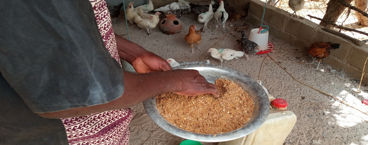 Intégration Agriculture – Elevage : soutien à l’Aviculture Villageoise ...